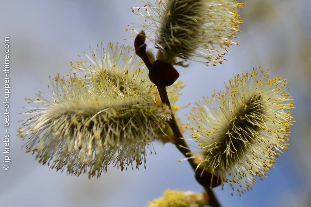 Les chatons du noisetier – Bons baisers du Rhin Supérieur